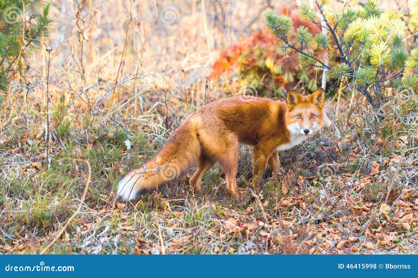 Animal the Fox in wood stock photo. Image of hunting - 46415998