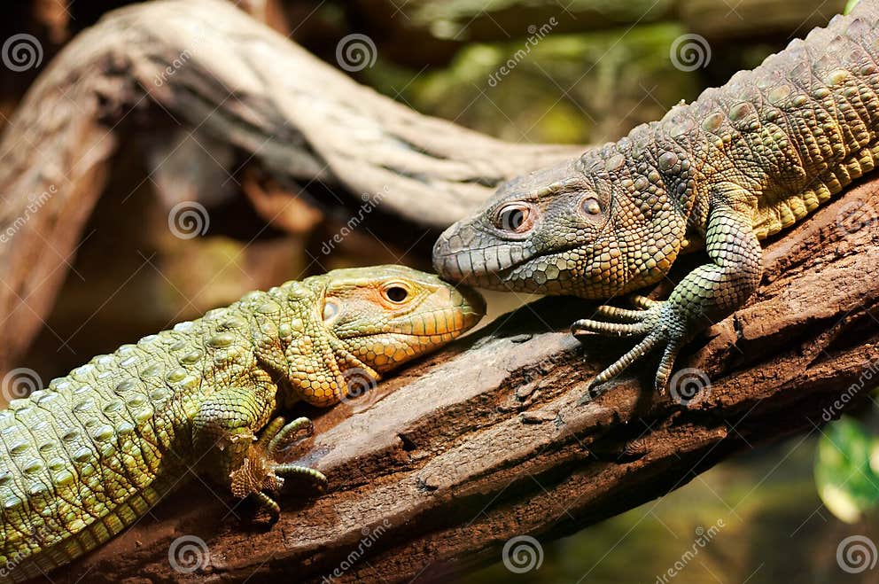 Animal Friendship stock image. Image of partner, fauna - 3102119