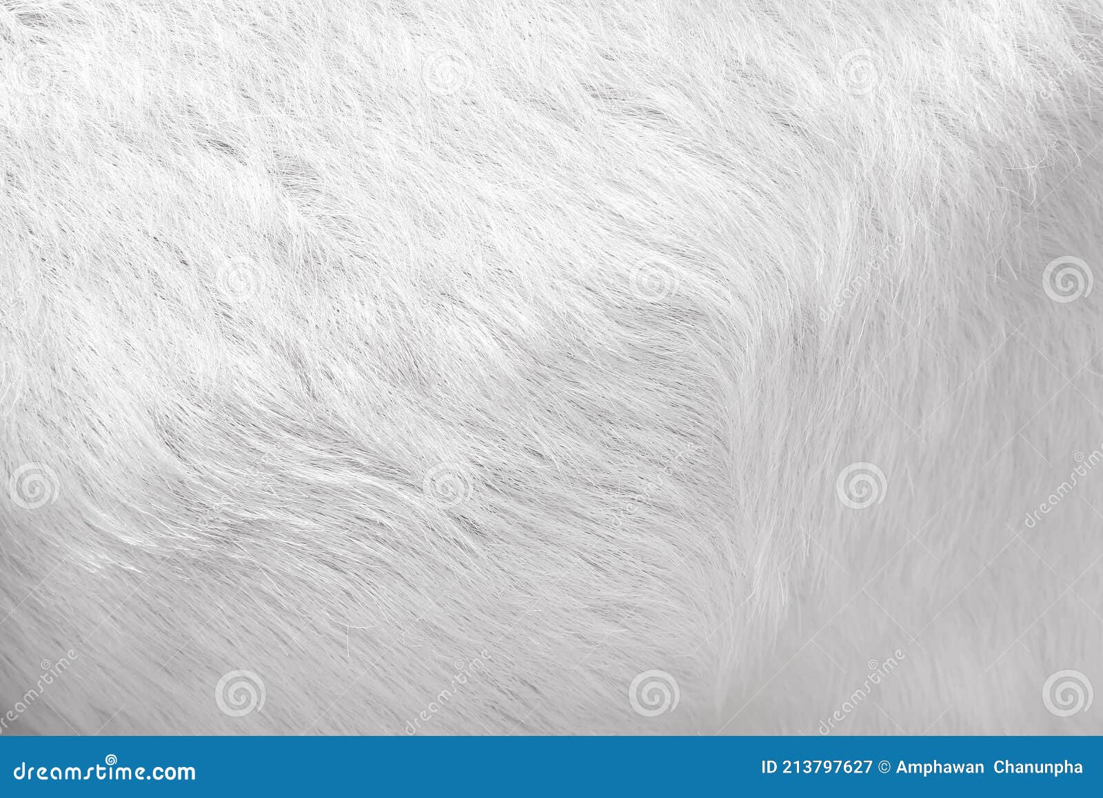 Animal Fur Texture Natural Patterns of Goat for White Background Stock ...