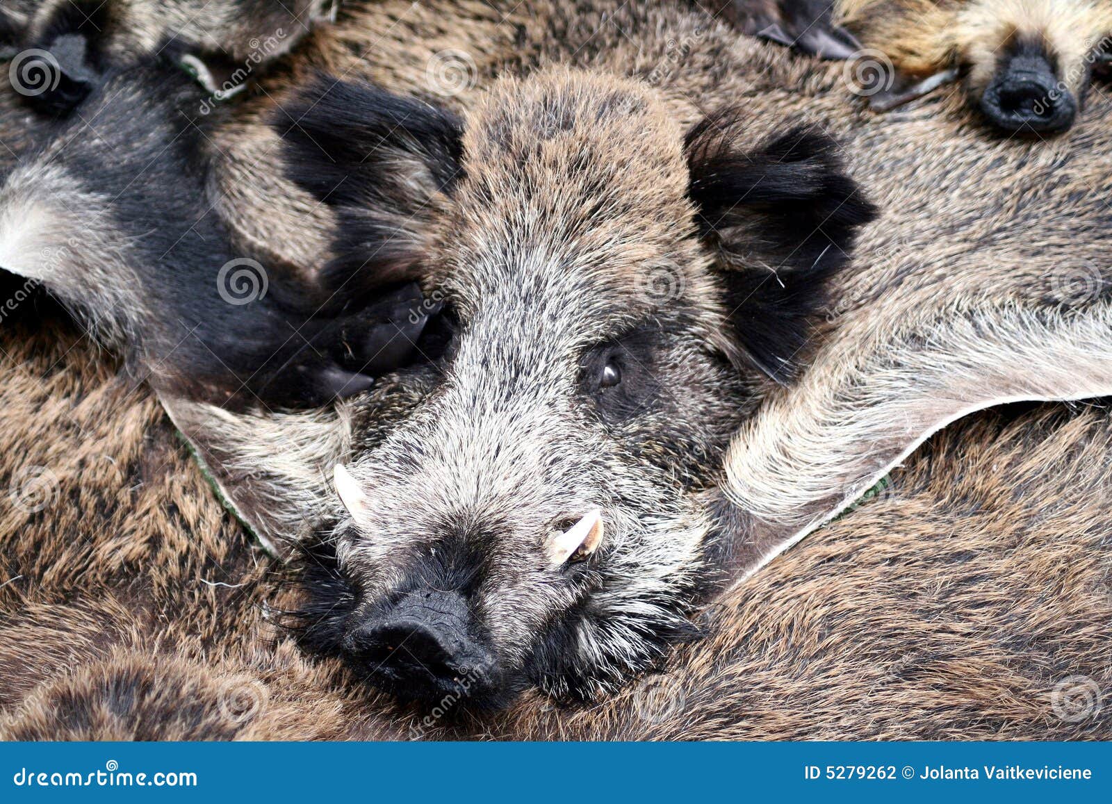 Animal furs stock photo. Image of boar, boars, hide, textured - 5279262