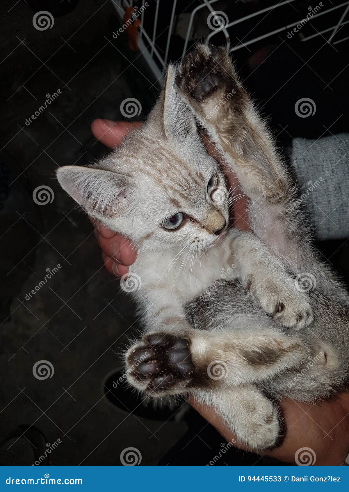 Animals Cat of Baby stock image. Image of blanco, animal - 94445533