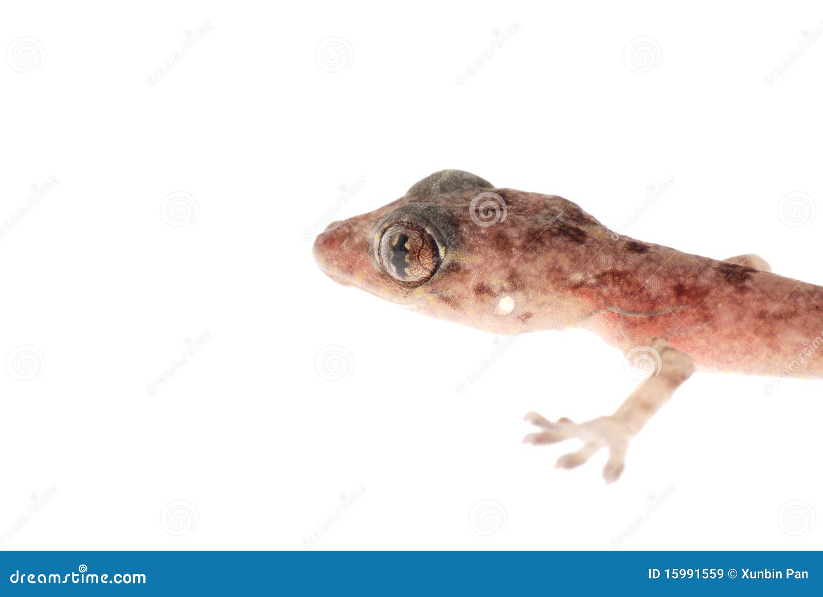 Animal gecko stock image. Image of creature, climbing - 15991559
