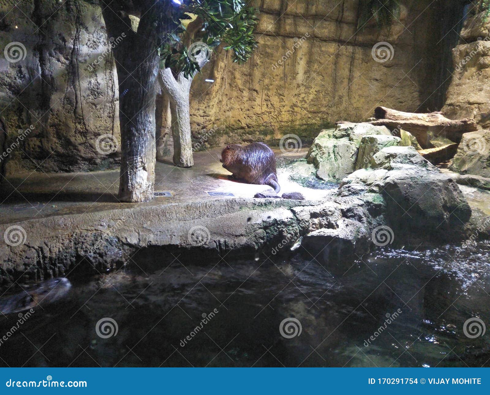Animal Getting Out of Water in Dubai Aquarium Editorial Stock Image ...