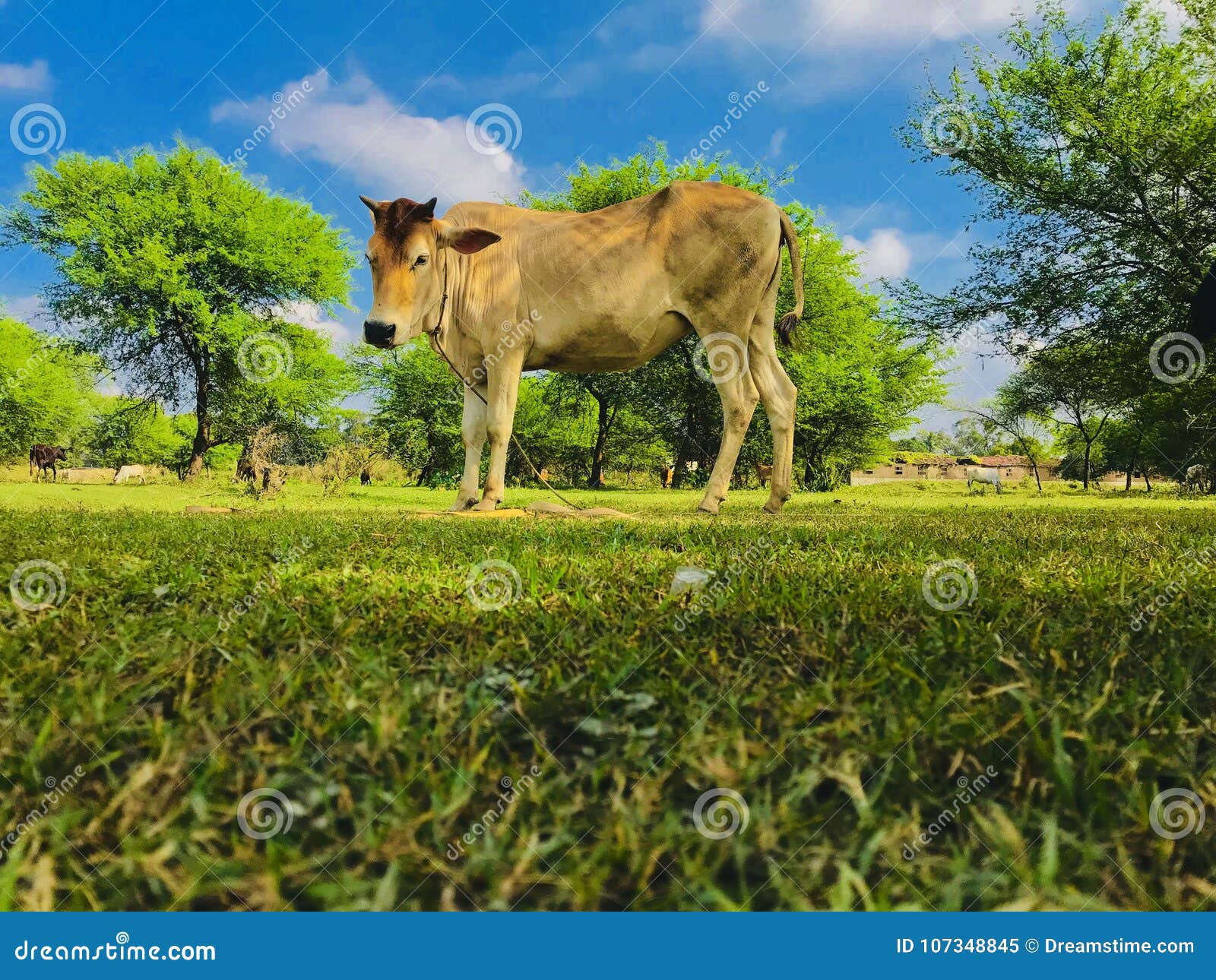 Animal stock image. Image of quality, good, animals - 107348845