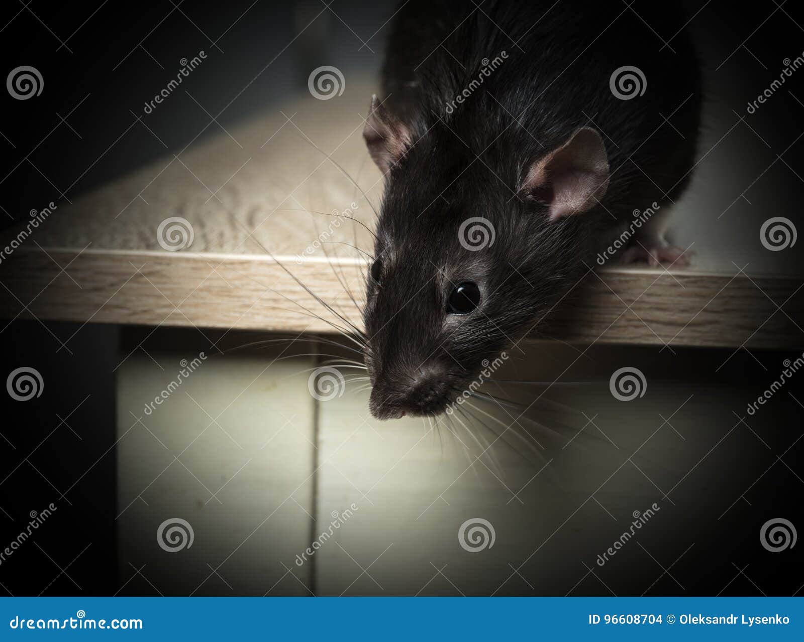 Animal gray rat close-up stock photo. Image of small - 96608704