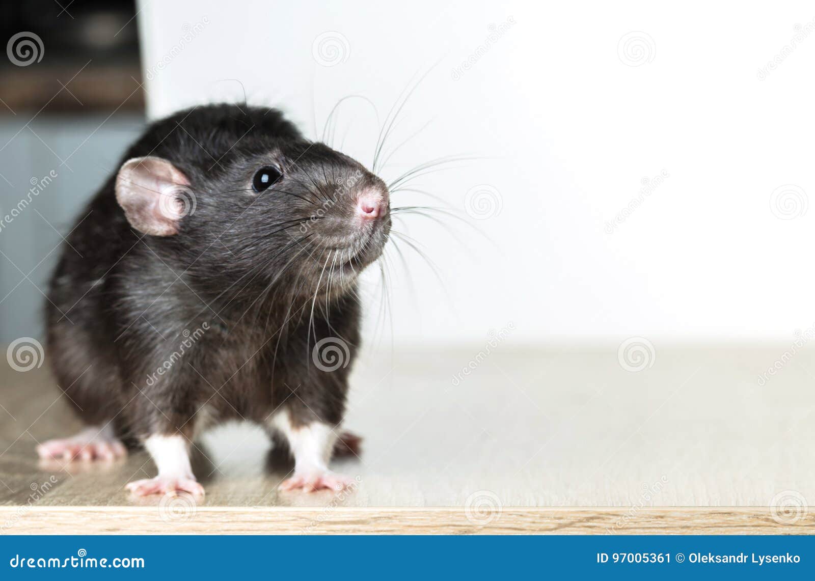 Animal gray rat close-up stock image. Image of face, rats - 97005361