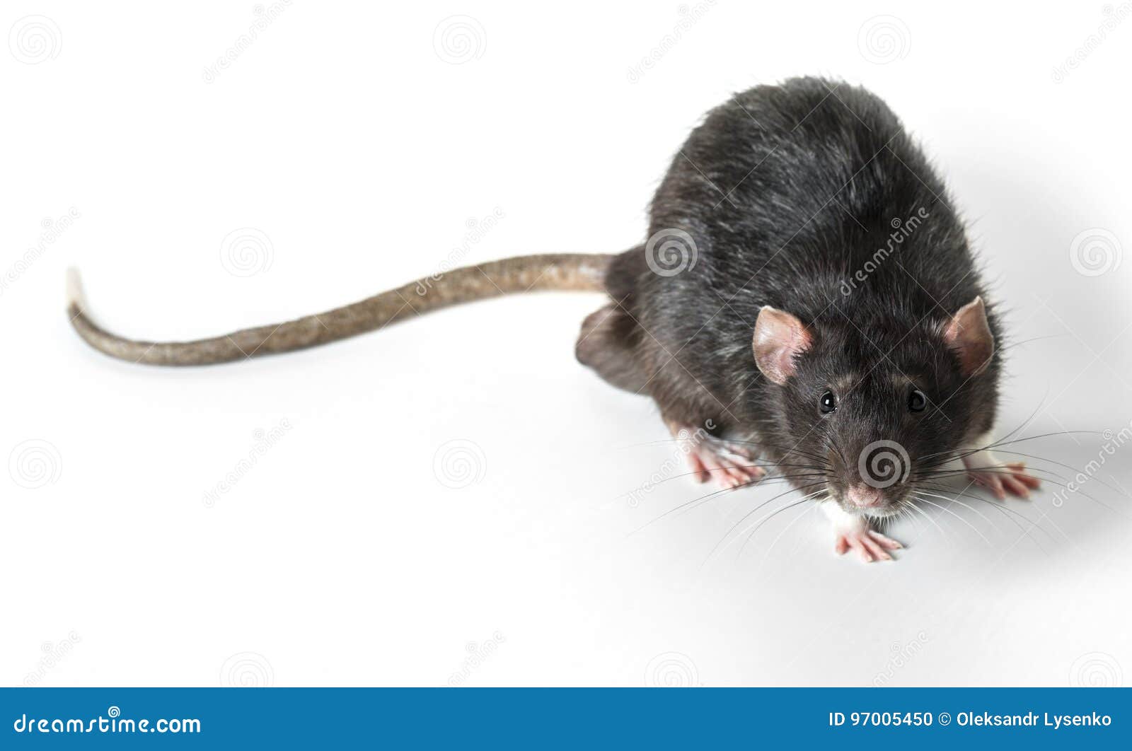 182 Gray Mouse Running Animal Photos - Free & Royalty-Free Stock Photos ...
