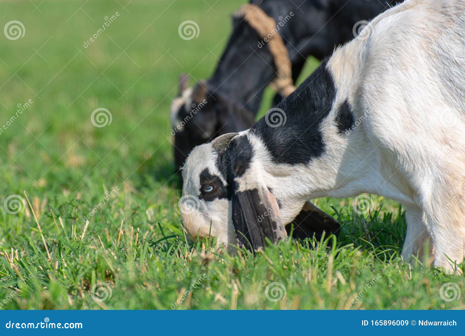 Goat Couple Grazing in the Field Stock Image - Image of grass, goat ...