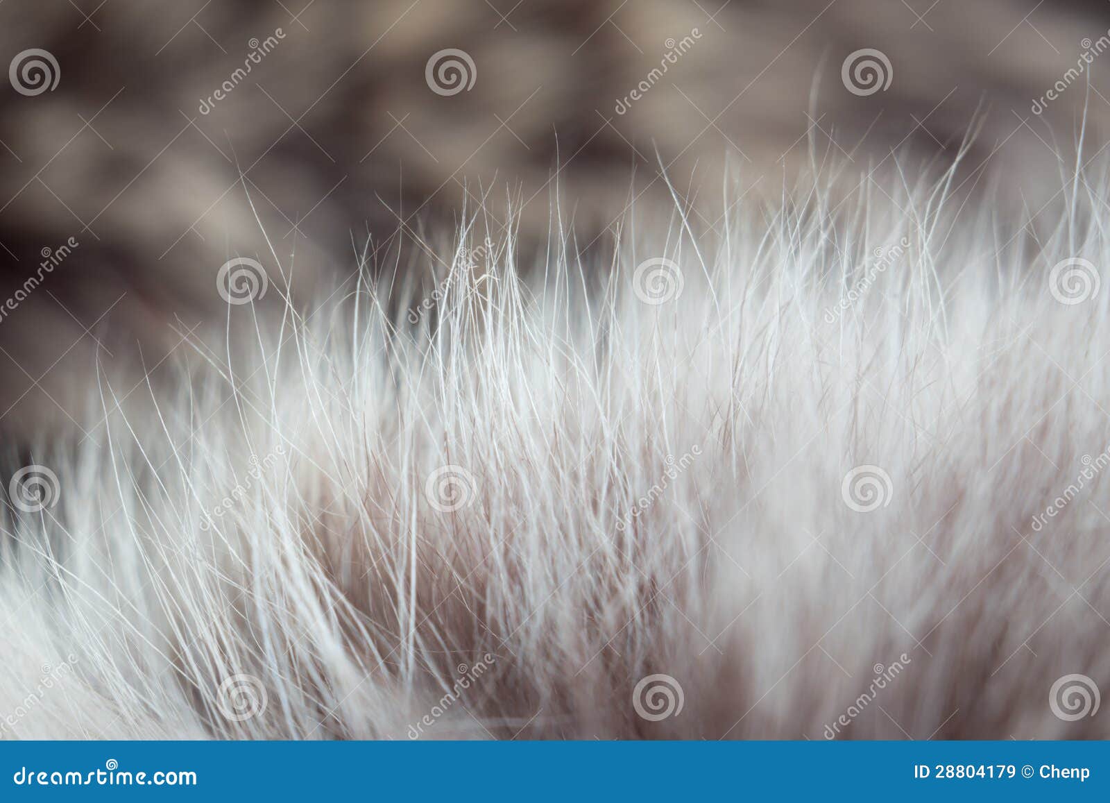 Animal hair, stock image. Image of hair, closeup, soft - 28804179