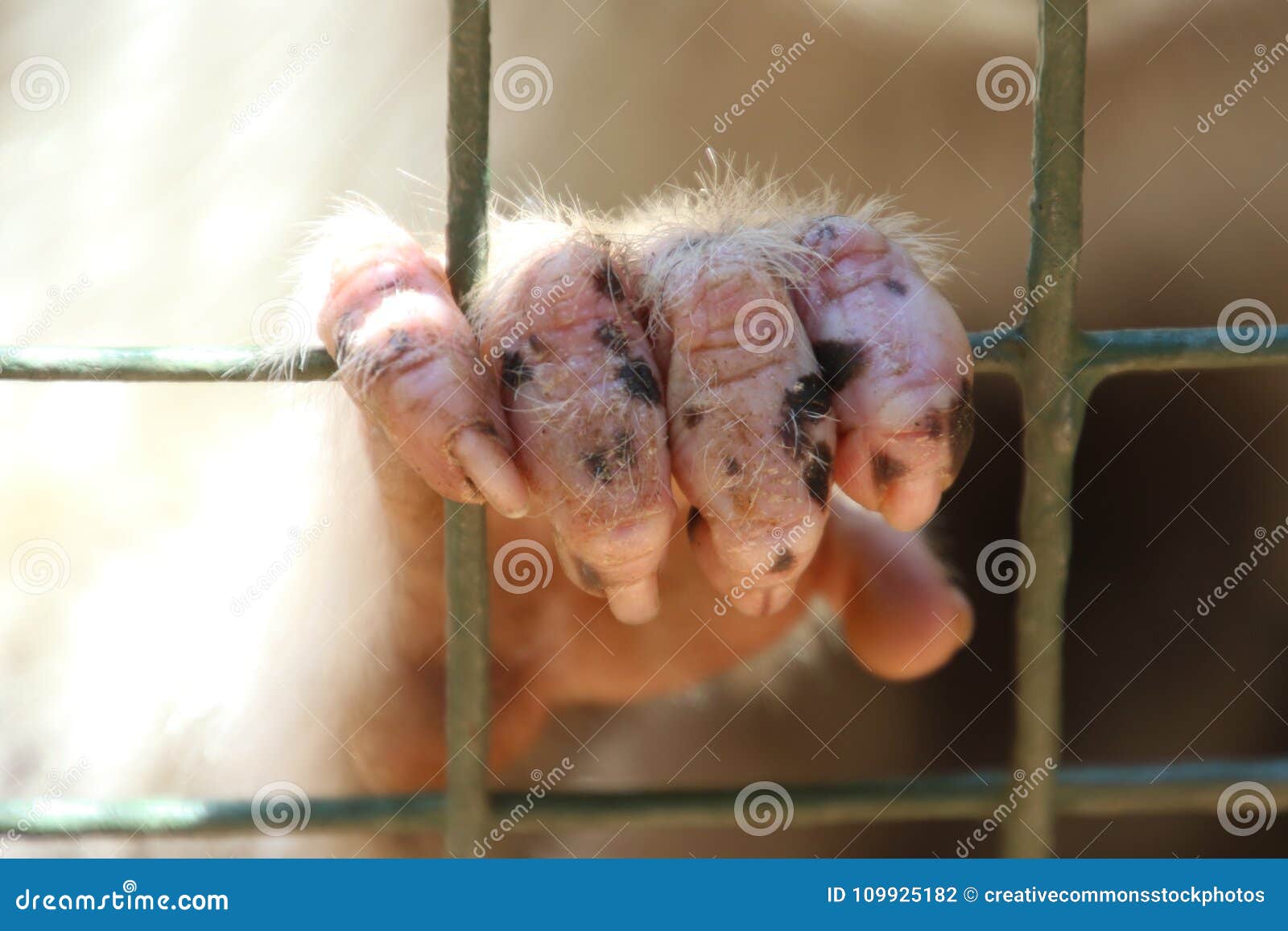 Animal Hand Picture. Image: 109925182