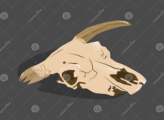 Animal head bones, scull stock illustration. Illustration of scull ...