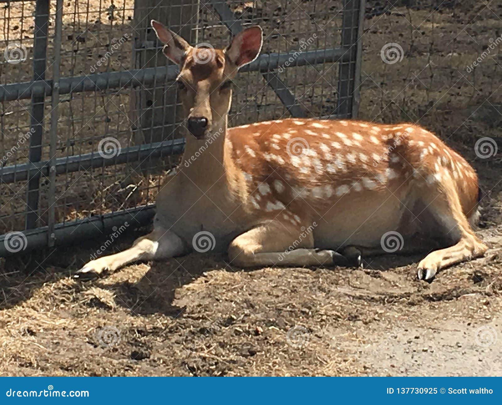 Bambi deer stock image. Image of deer, features, facial - 137730925