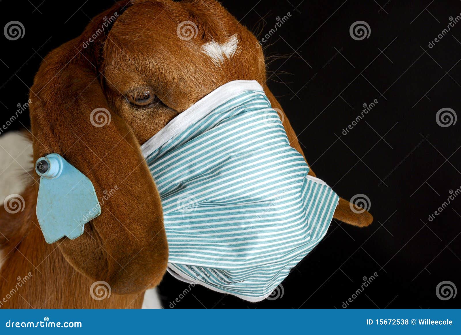 Animal health stock photo. Image of chevron, medical - 15672538