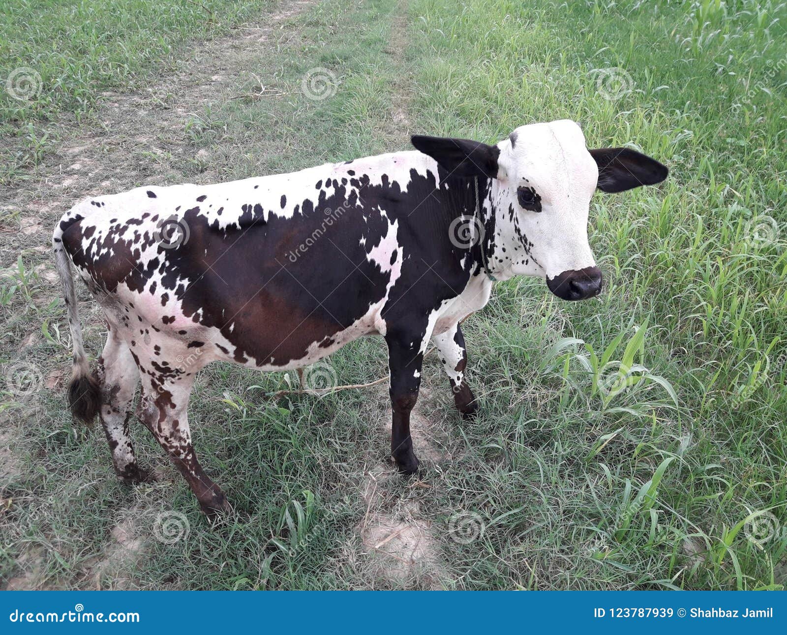 Animal Hermoso Del Becerro De La Vaca Imagen de archivo - Imagen de ...