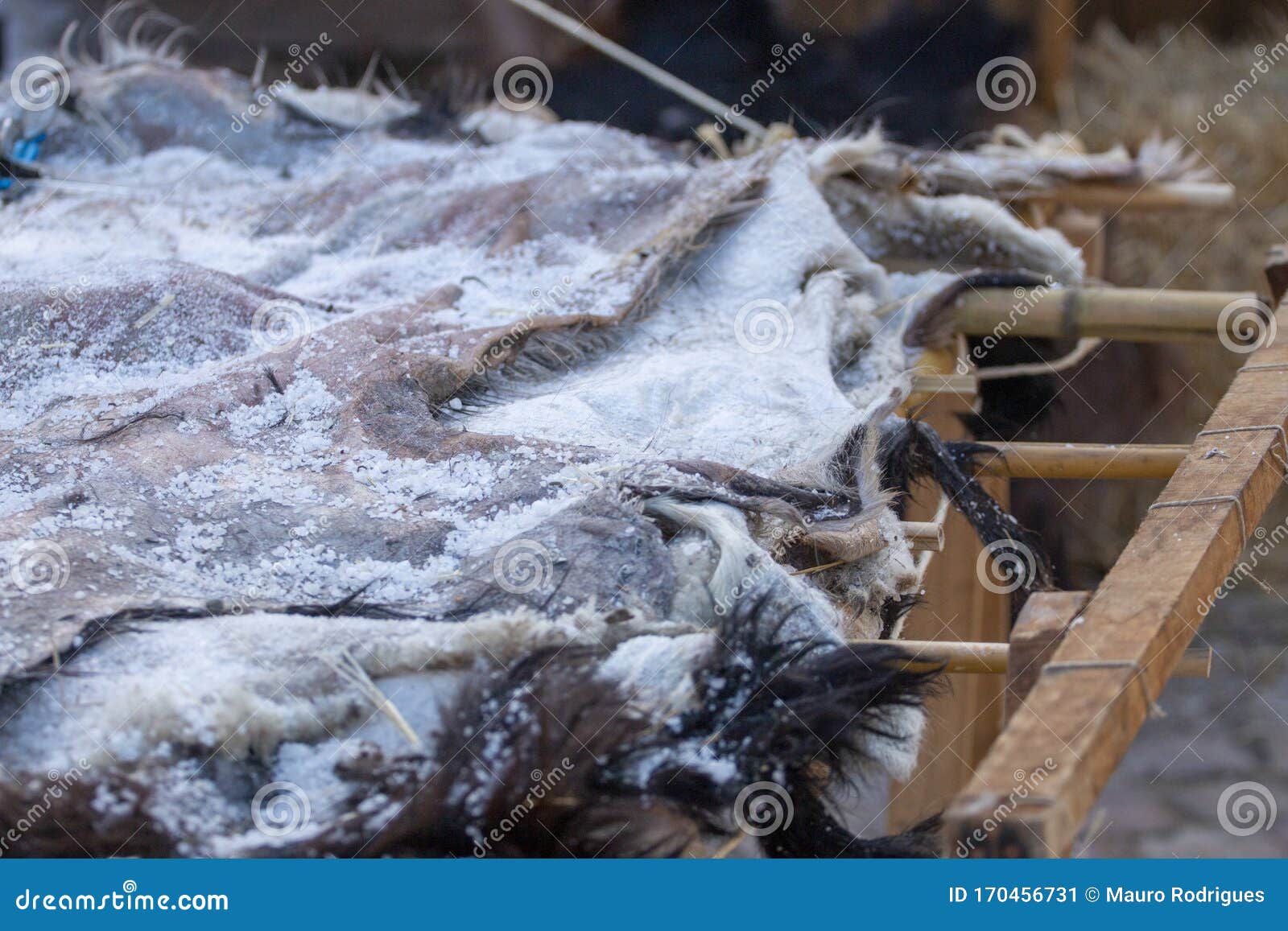 Animal Hide Being Salted for Drying Stock Image - Image of algarve ...