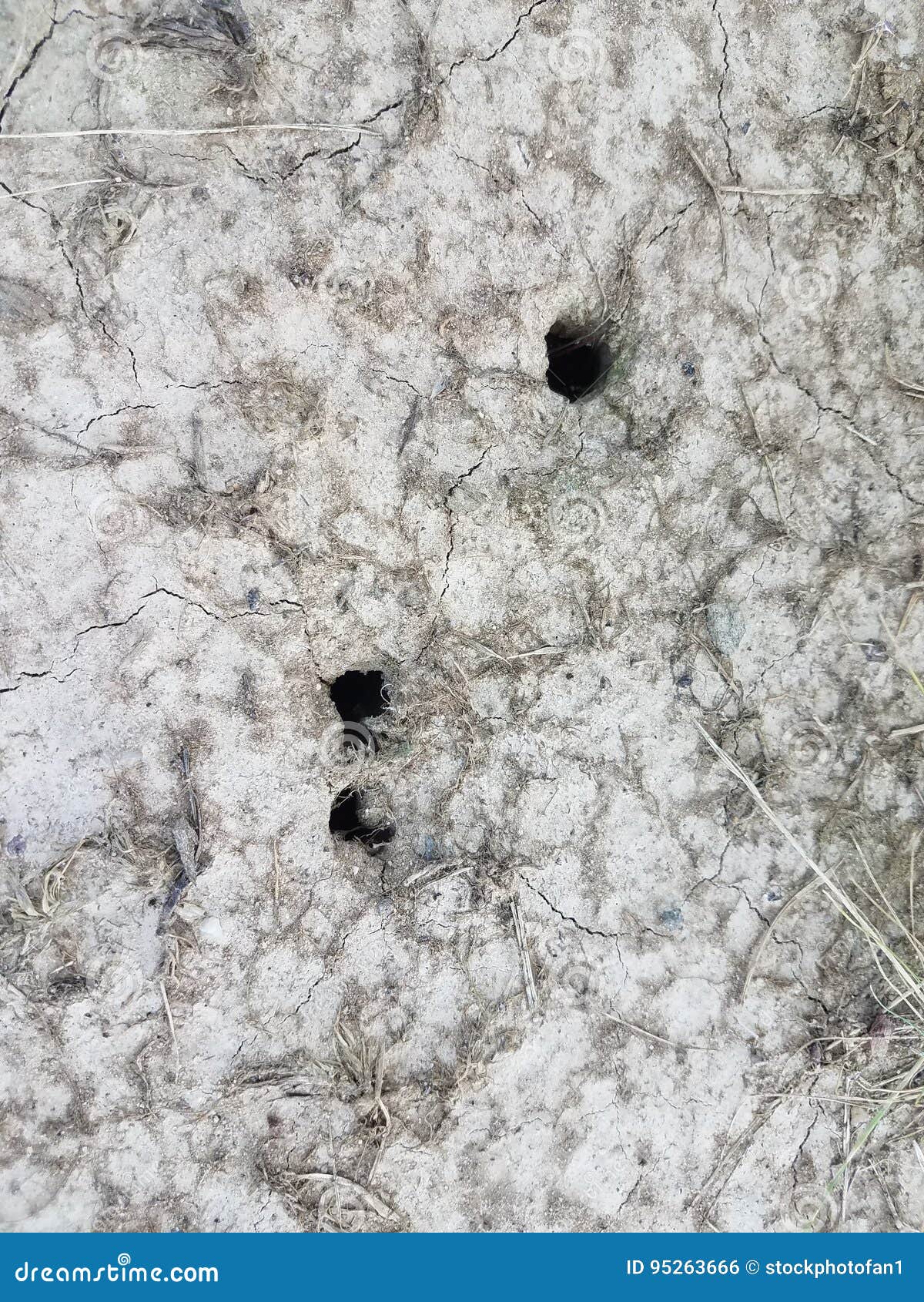 Animal holes in the dirt stock photo. Image of burrows - 95263666