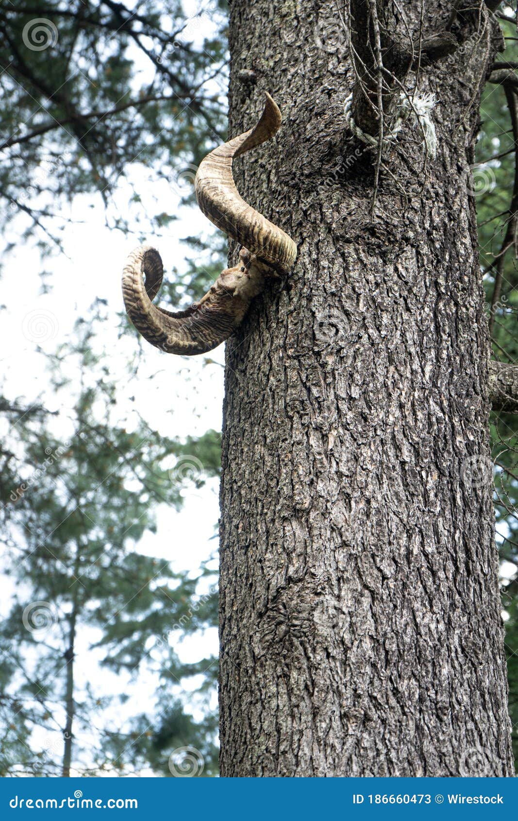 Animal Horns on the Trunk of a Tree in a Forest Stock Image - Image of ...
