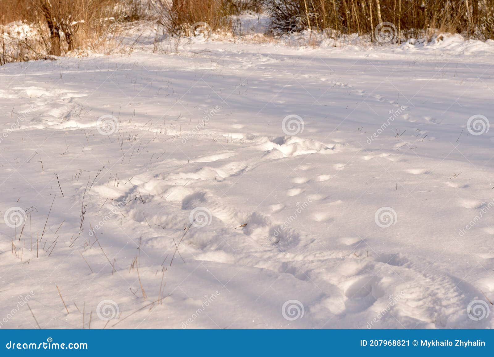 Animal and Human Footprints are Visible on the Surface of Deep Snow ...