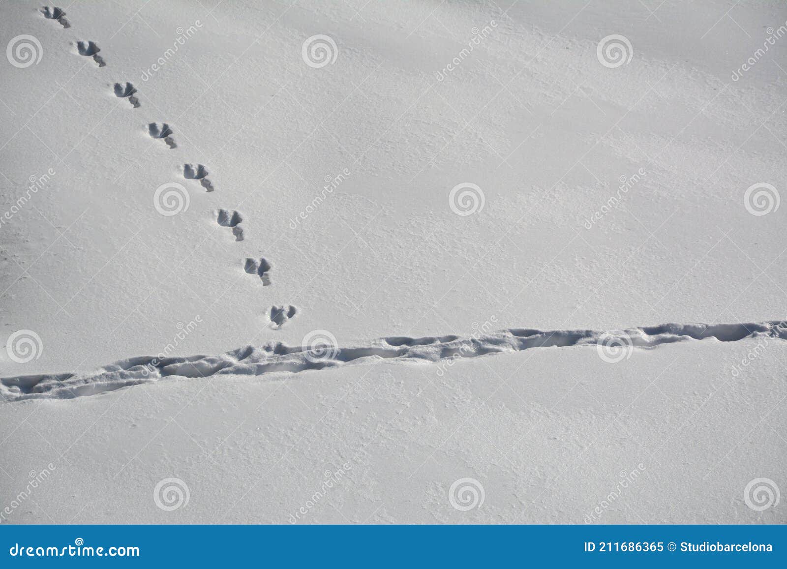 Animal and Human Print Tracks in the Snow Stock Image - Image of white ...