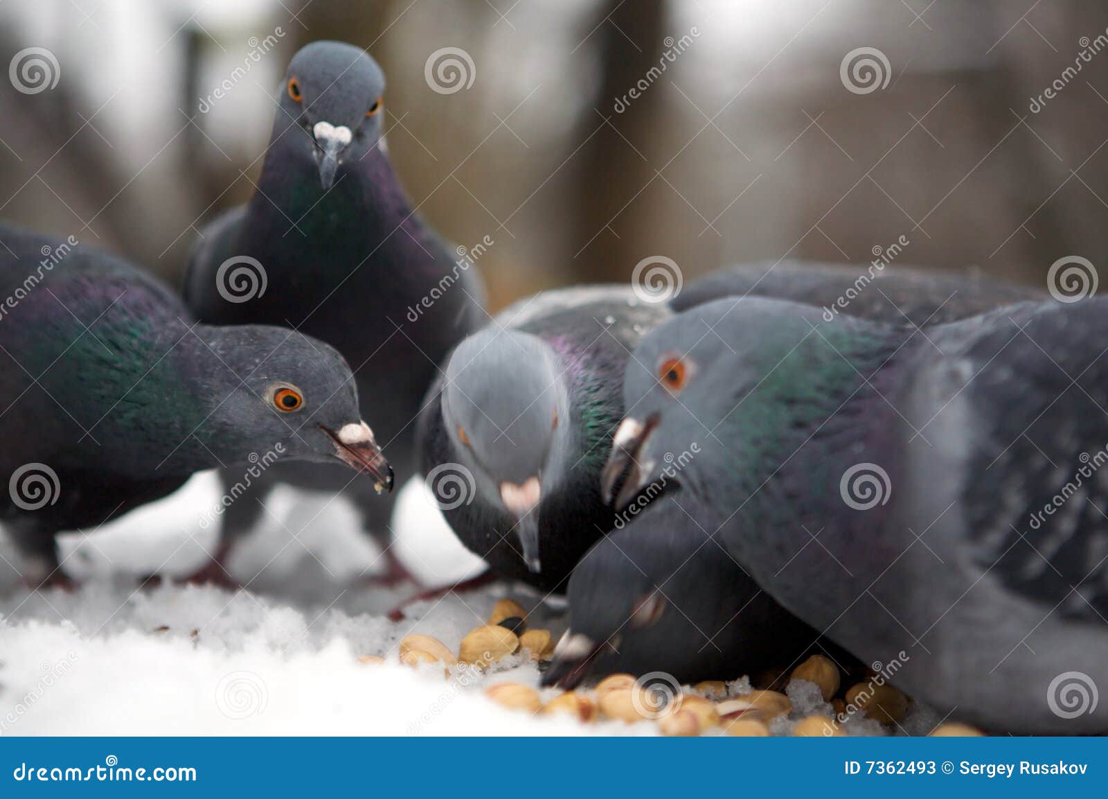 Animal hungry stock image. Image of copyspace, group, winter - 7362493