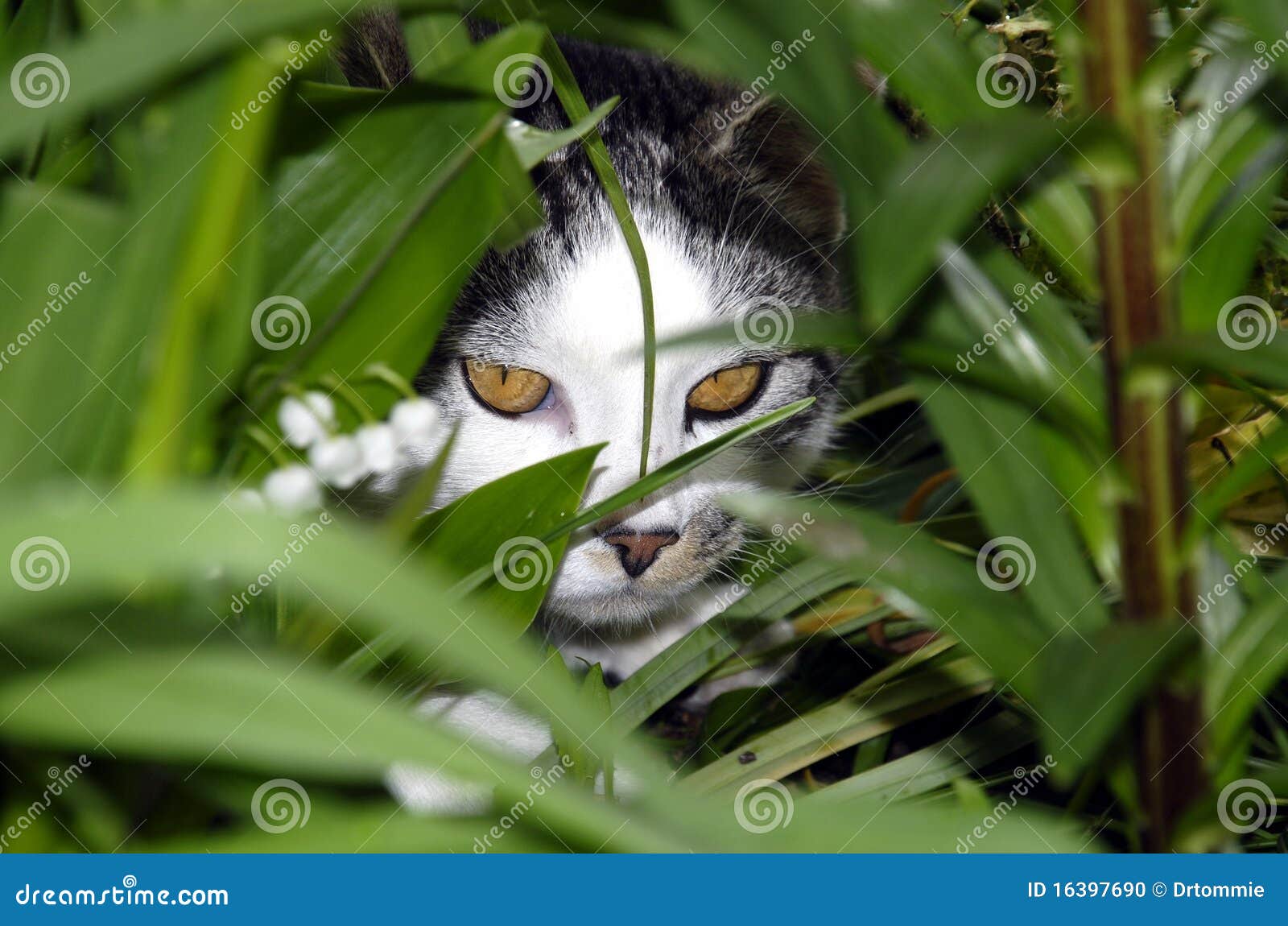 Animal Hunter stock photo. Image of attention, animal - 16397690
