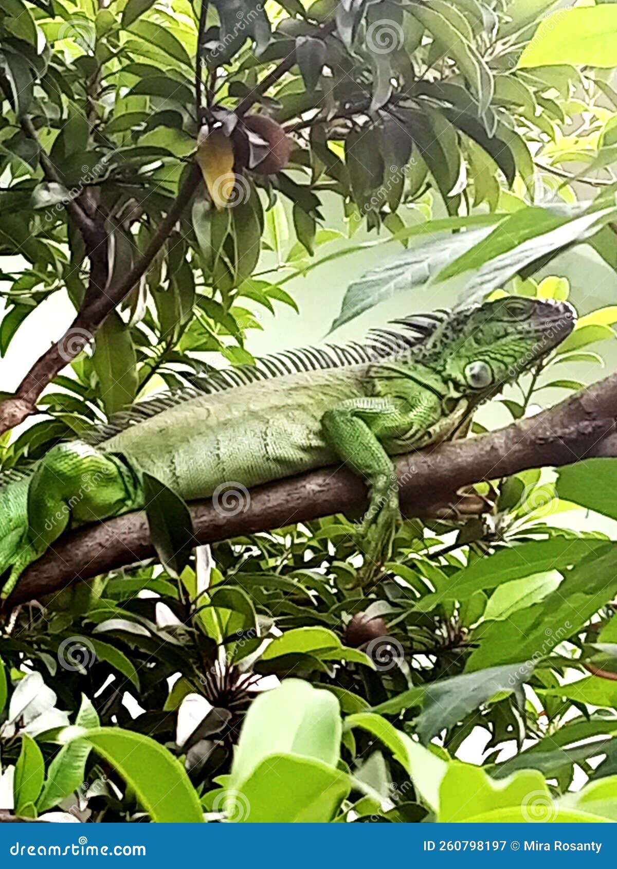 Animal Iguana on the Tree Green Color Stock Image - Image of color ...