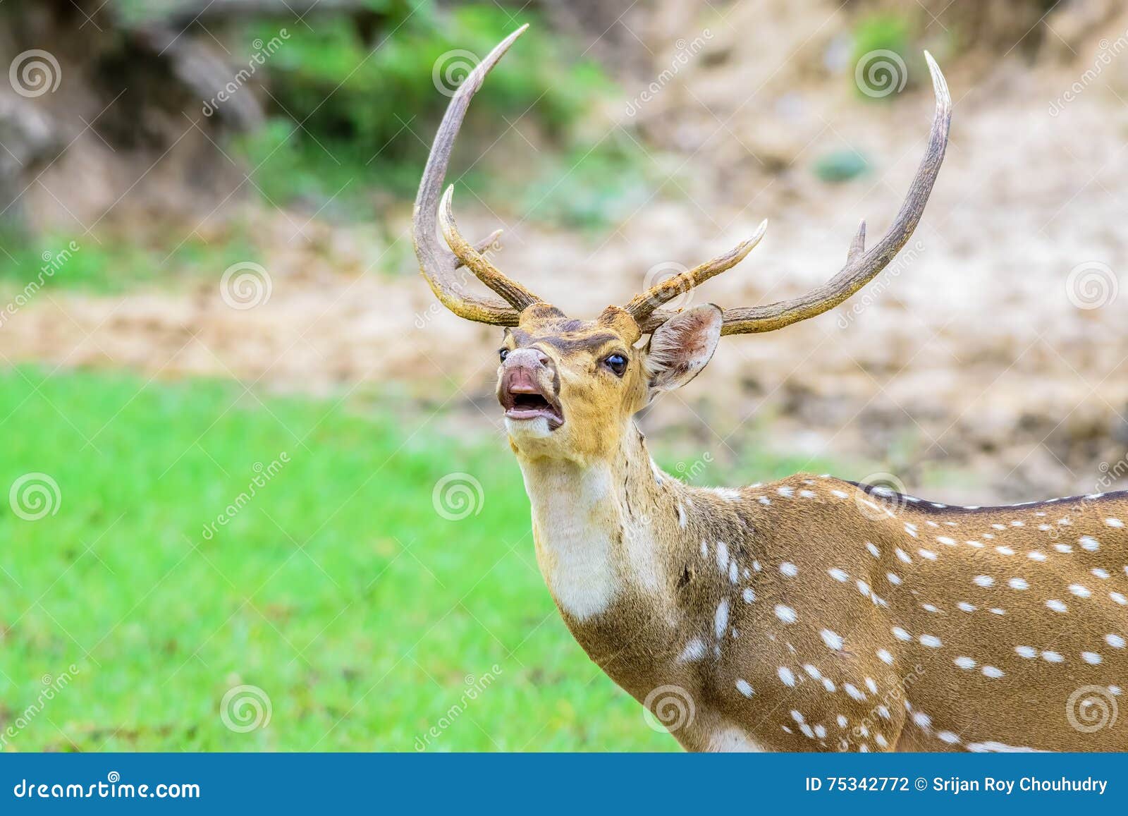 Animal, Indian Spotted Deer, Axis Axis in the Wild with Copy Space ...
