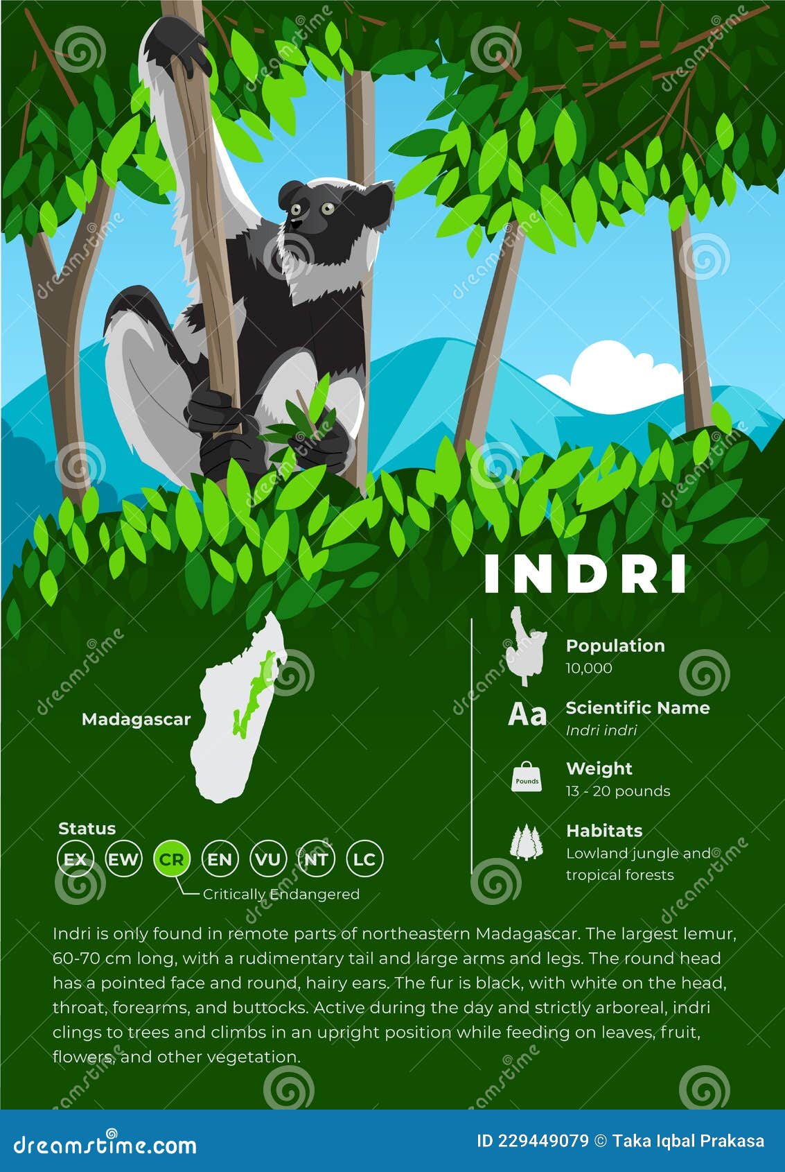 Animal Infographic Series - Indri Lemur Stock Vector - Illustration of ...