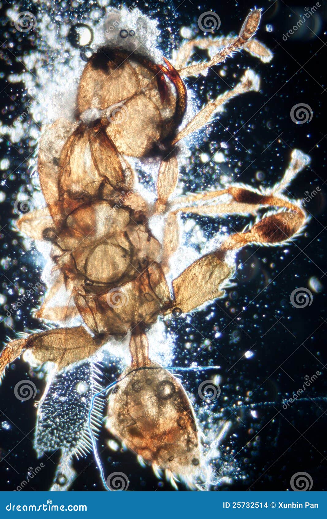 Animal insect stock photo. Image of microbiology, macro - 25732514