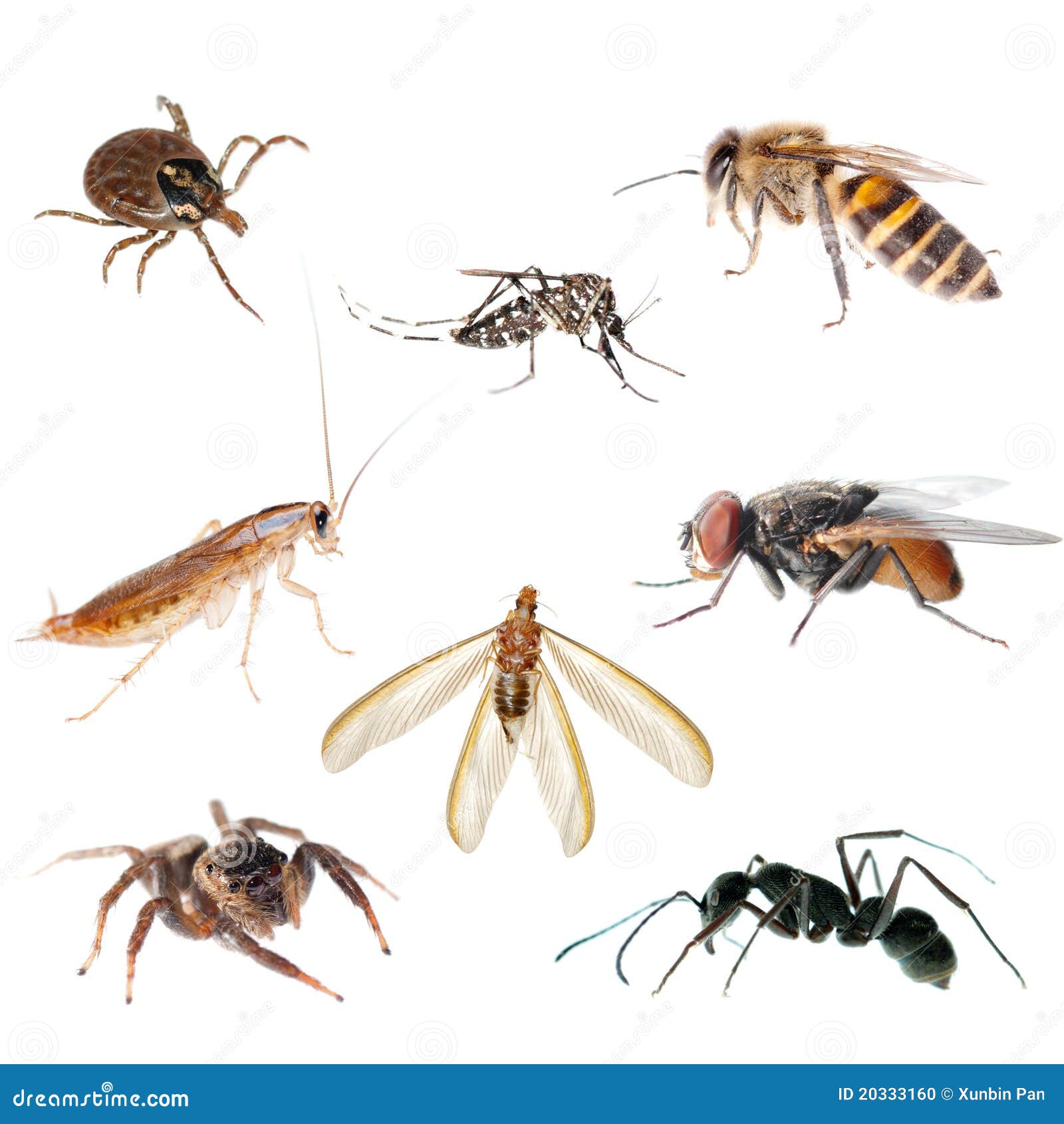 Animal insect bug stock photo. Image of termite, jump - 20333160