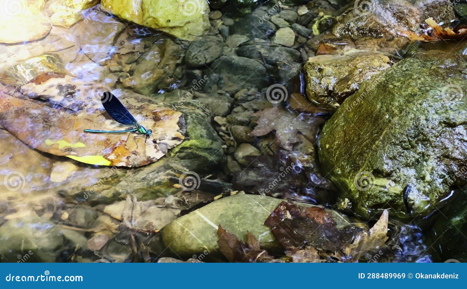 Dragon Fly Helicopter Bug in River Stock Video - Video of river, life ...