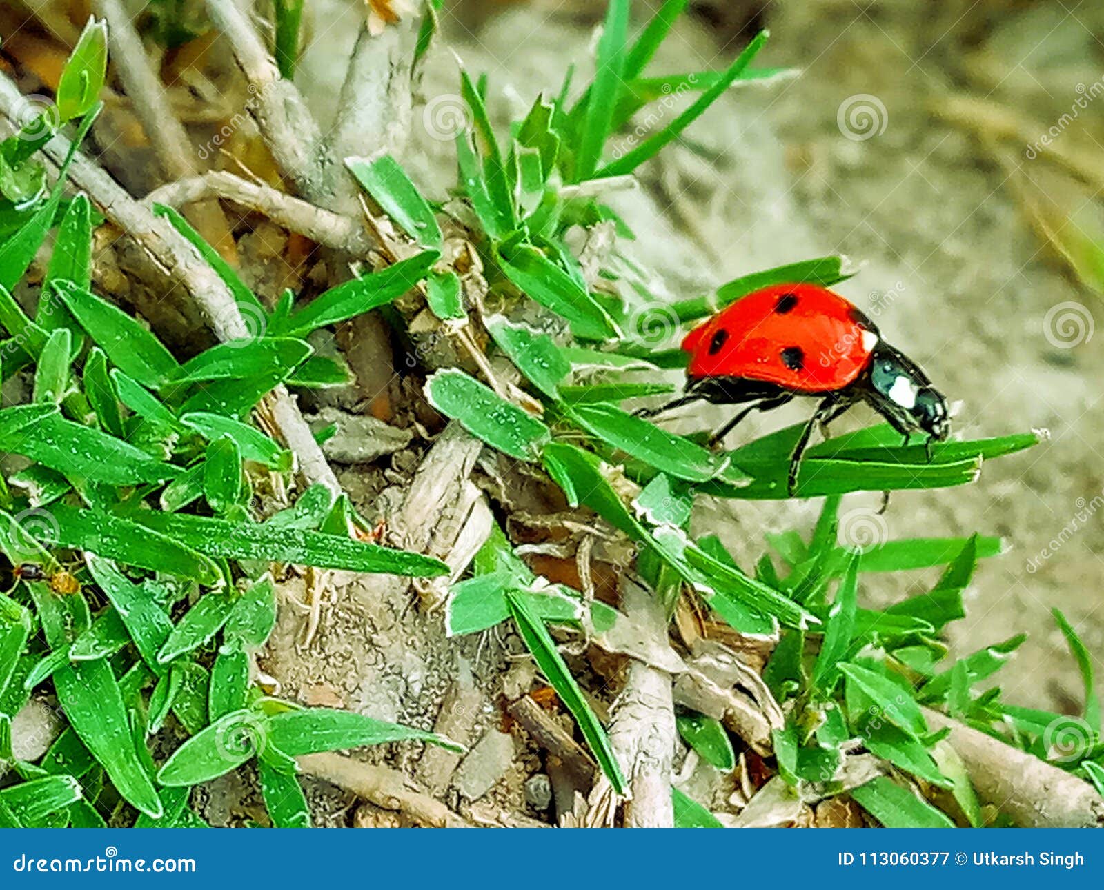 Animal stock image. Image of grass, green, nature, insect - 113060377