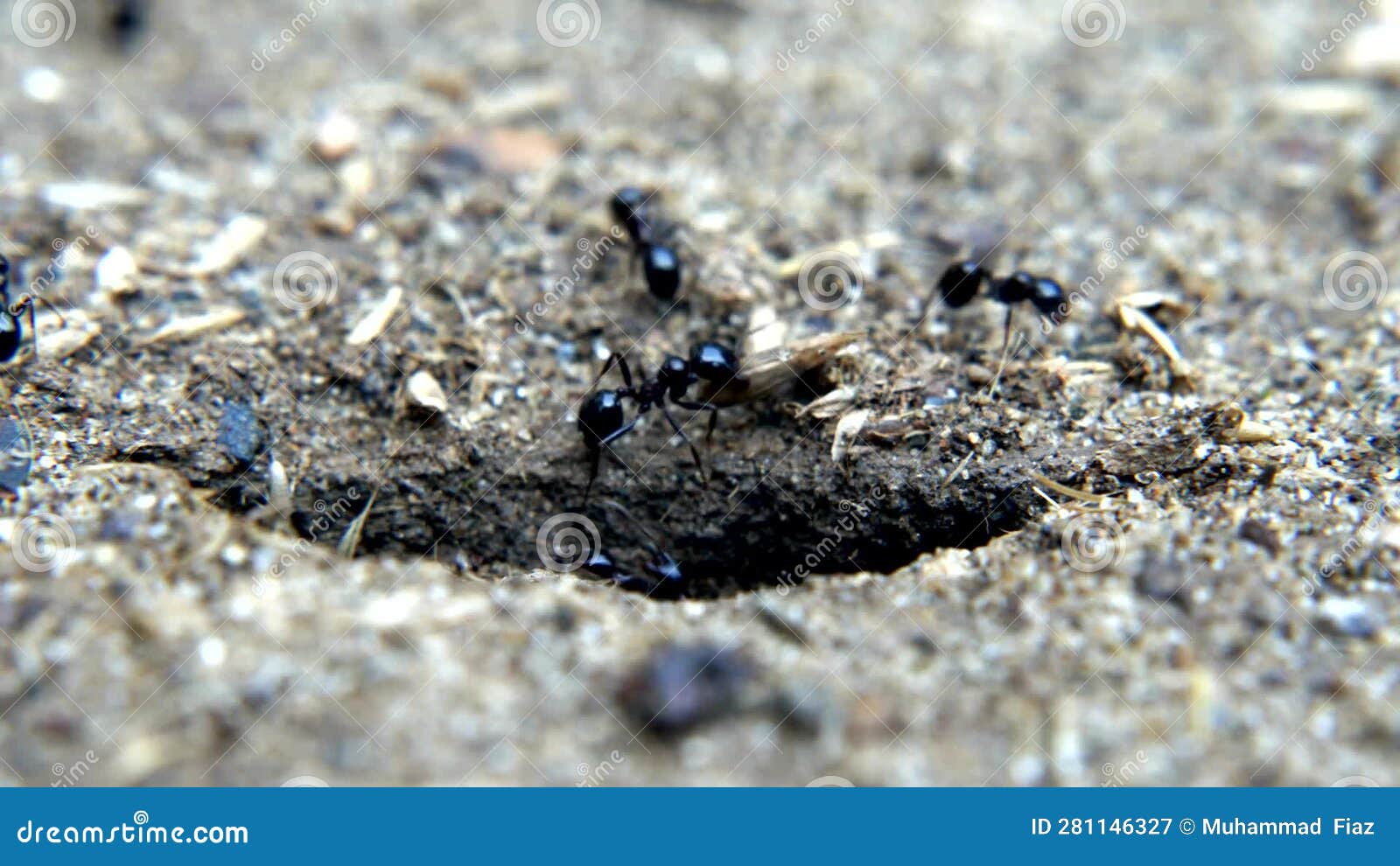 Animal Insects Ants on Soil Stock Video - Video of environment, desert ...