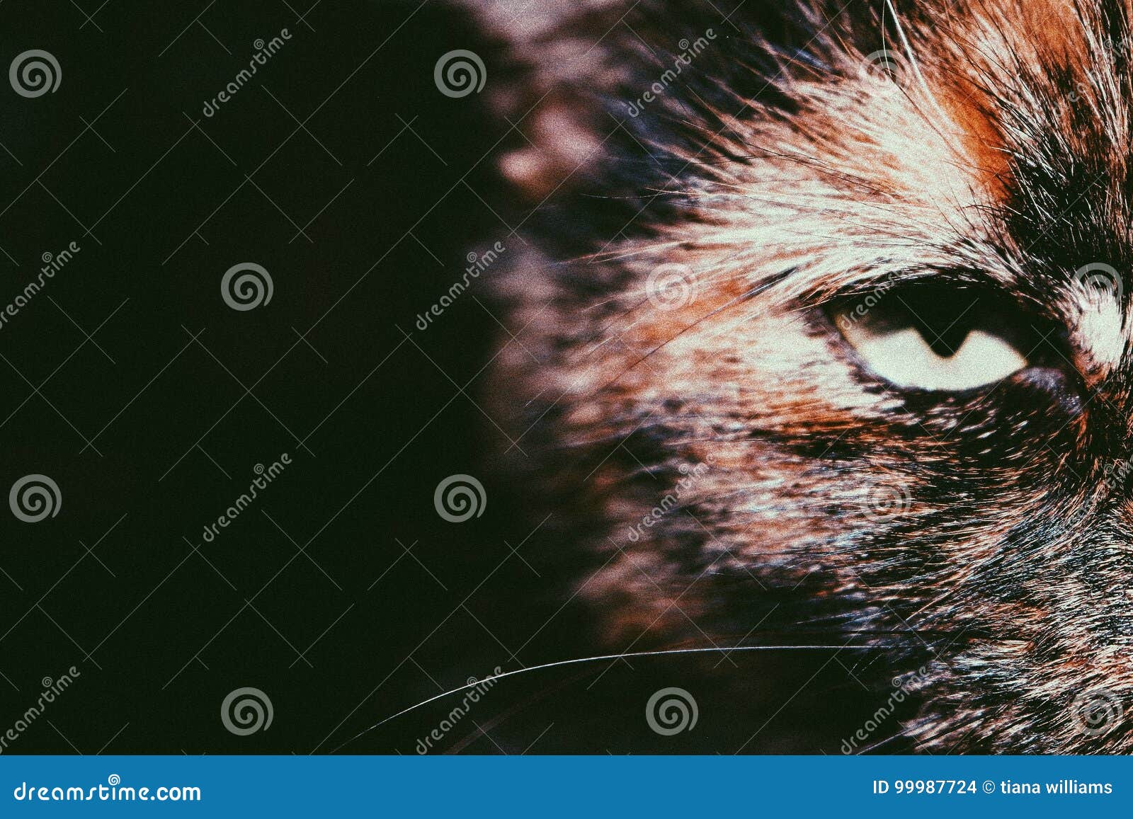 Animal instinct stock photo. Image of intense, cateye - 99987724