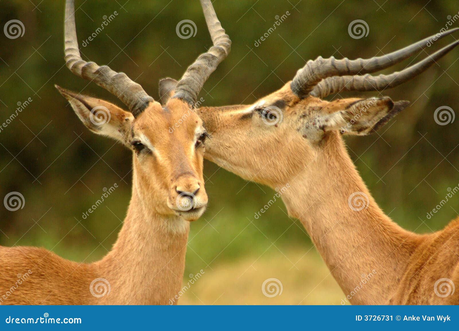 Interaction Between Two Male African Elephants Royalty-Free Stock ...