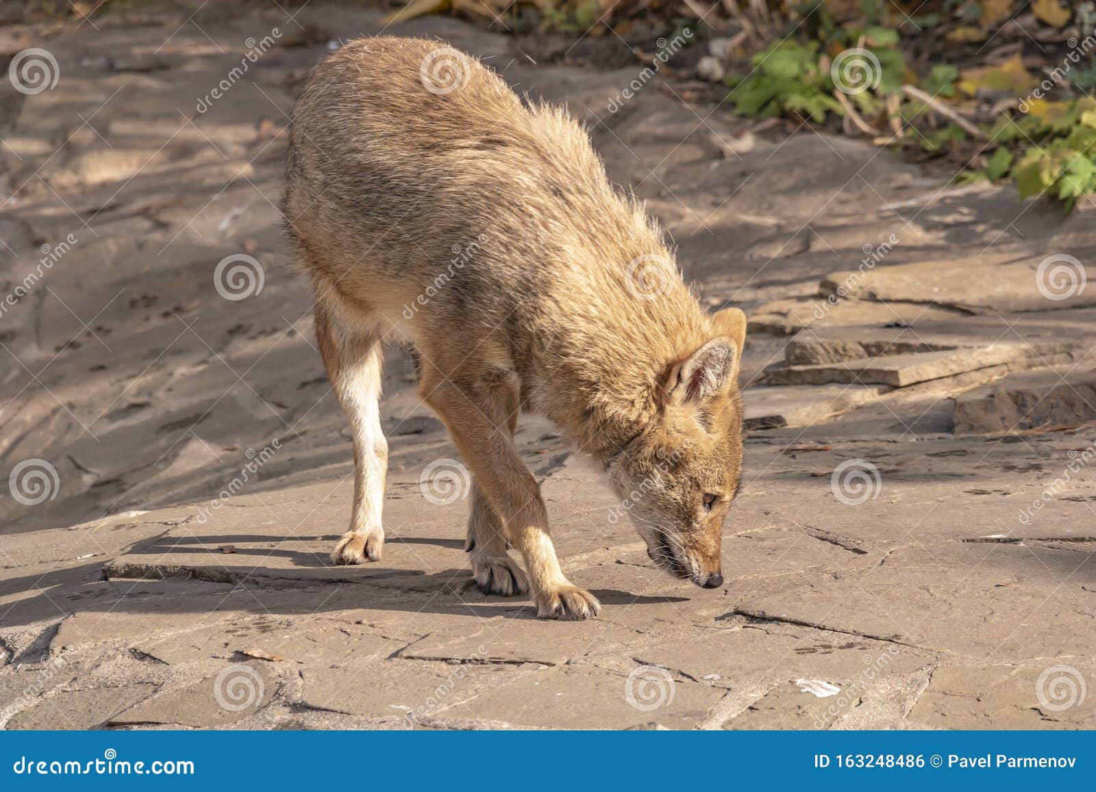 Animal jackal stock photo. Image of habitat, natural - 163248486