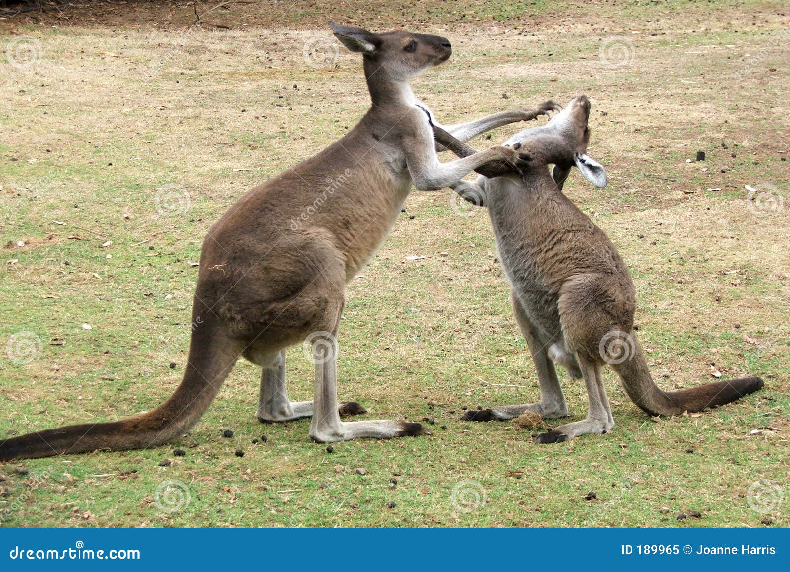 Animal - Kangaroo stock image. Image of australiana, mammal - 189965