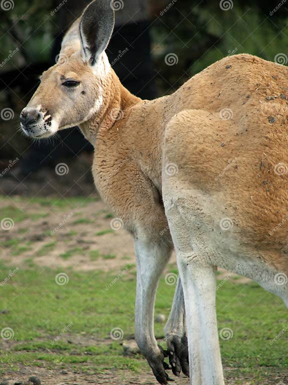 Animal - kangaroo stock image. Image of australian, aussie - 223785