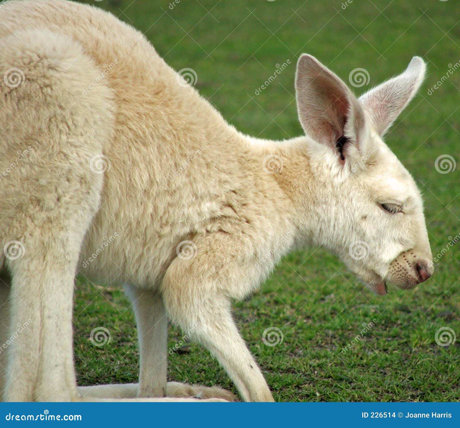 Animal - kangaroo stock photo. Image of aussie, australiana - 226514