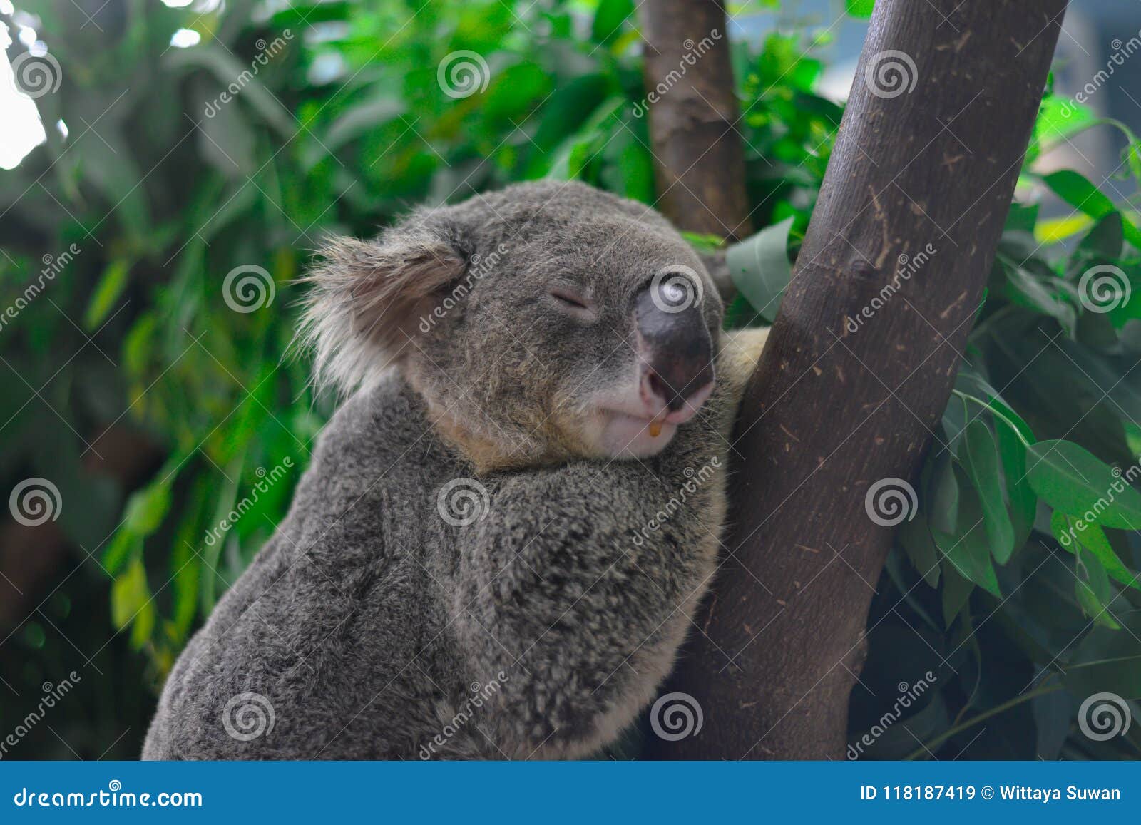 Animal - Koala Royalty-Free Stock Image | CartoonDealer.com #189970