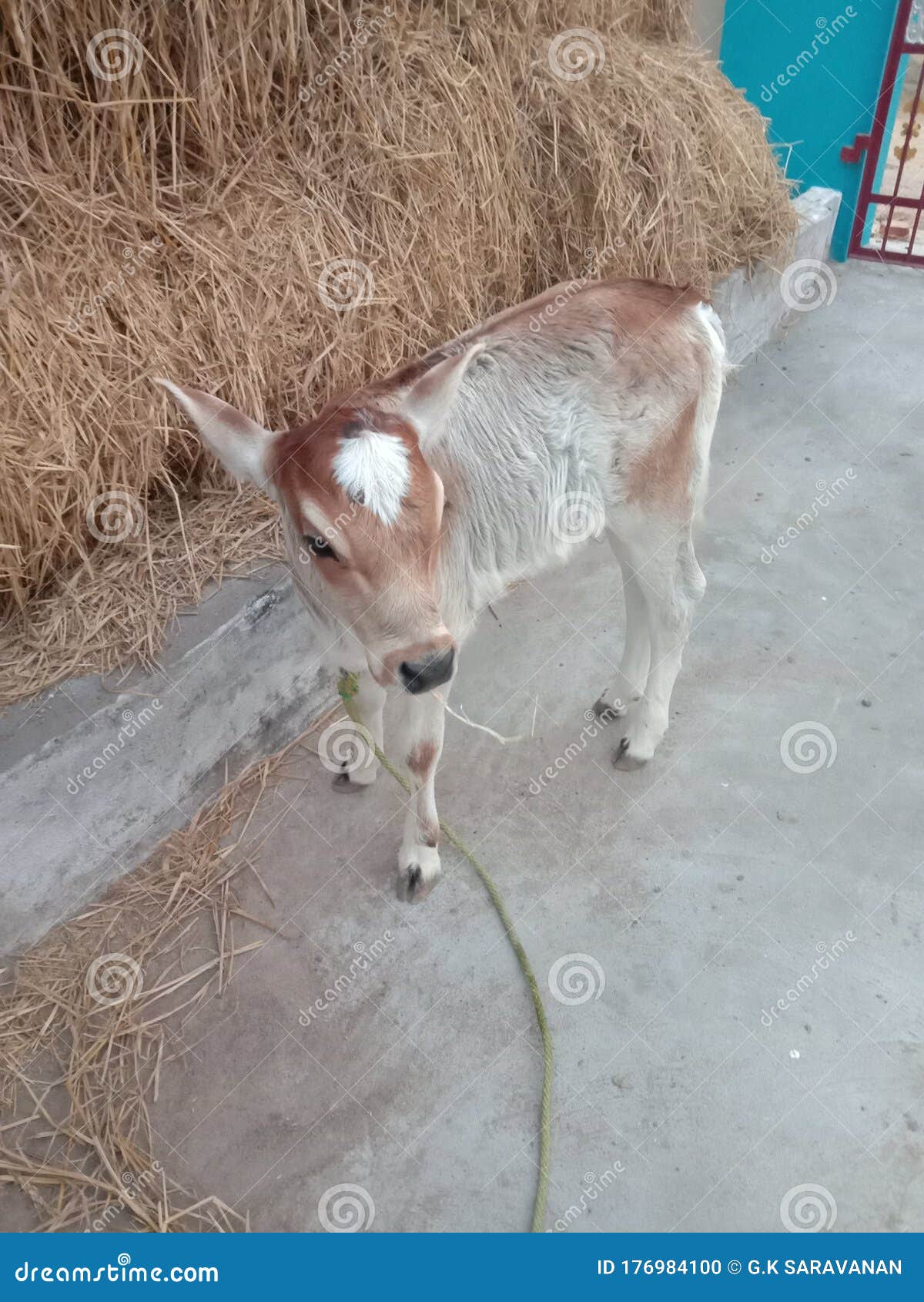 Animal stock photo. Image of kannukutti, basu, animal - 176984100