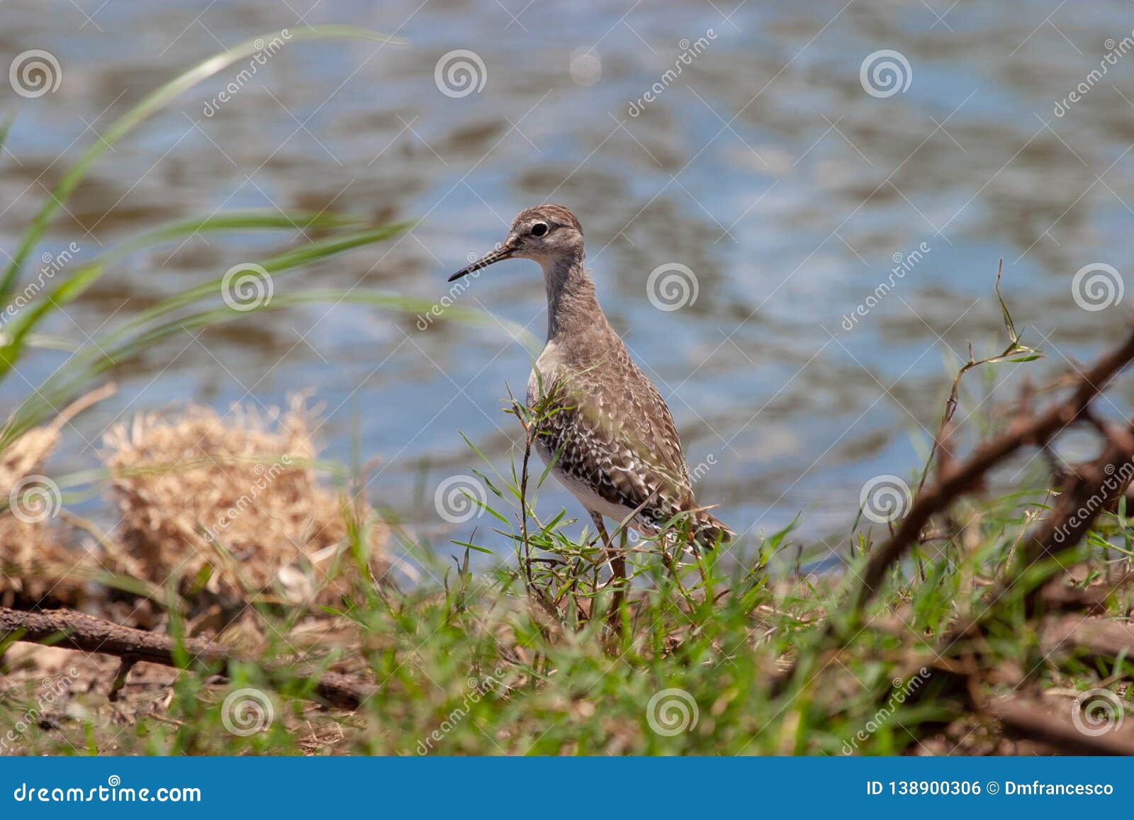 Common Sandpiper Park Kruger South Africa Reserves and Protected Airs ...