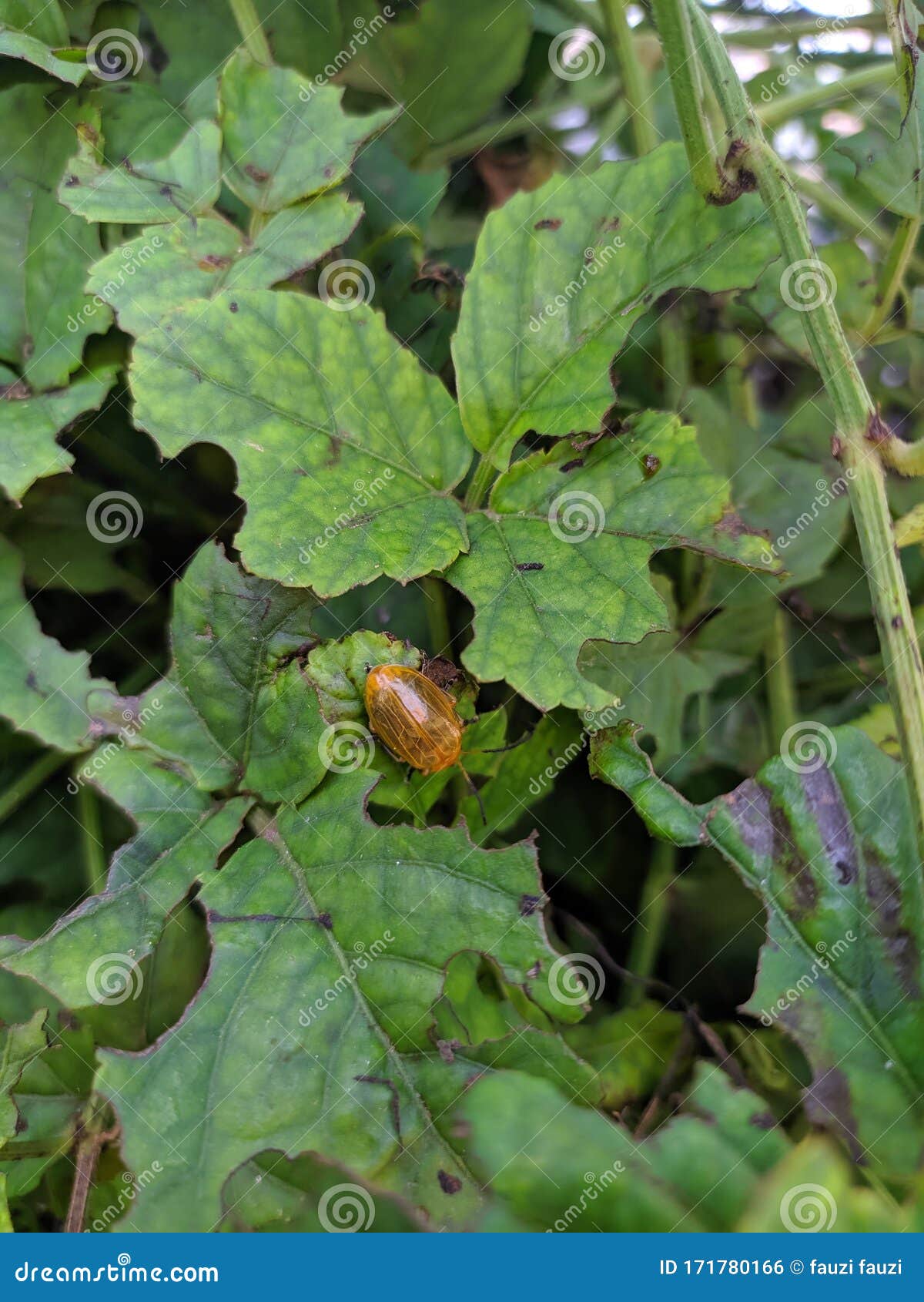 Animal Ladybug Little Microscopic Yellow Orange Leaf Stock Photo ...