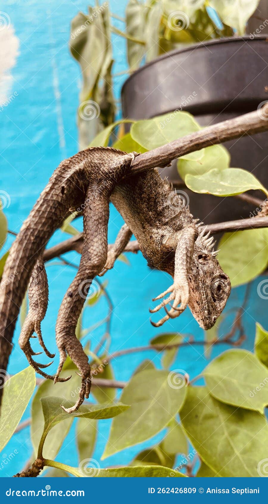 Animal Laying on the Branch Stock Image - Image of fauna, animal: 262426809