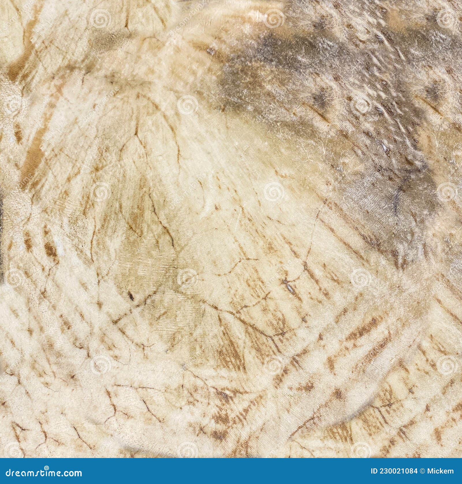 Animal Leather Rawhide Texture Stock Photo - Image of hair, feather: 230021084