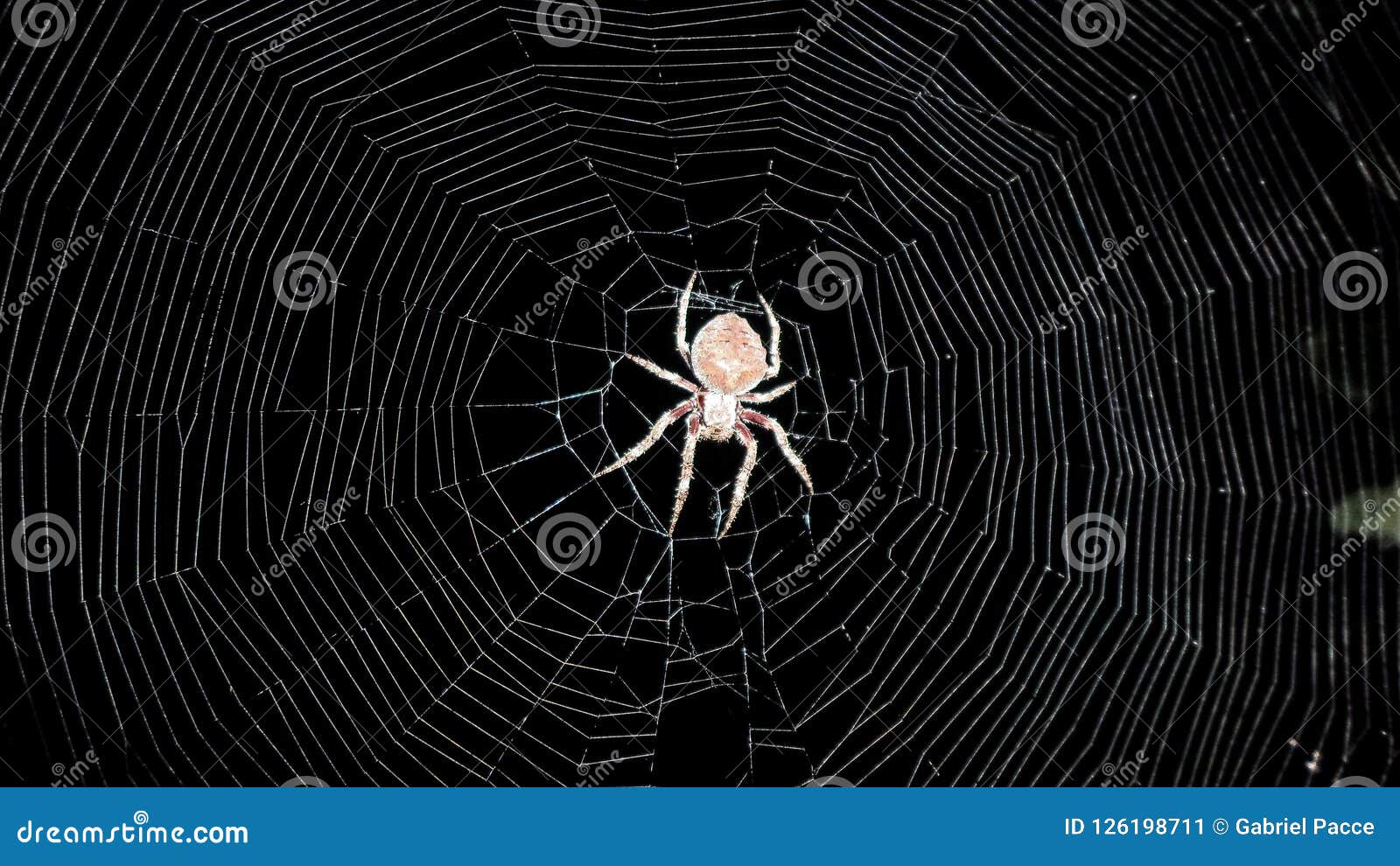 The night spider stock image. Image of arthropod, backgrounds - 126198711