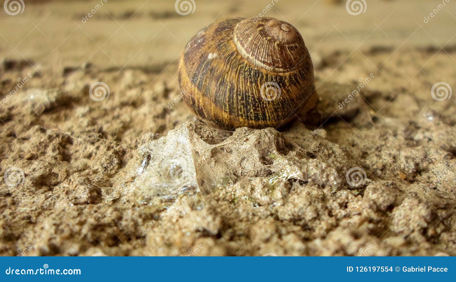 Snails in the backyard stock photo. Image of animal - 126197554