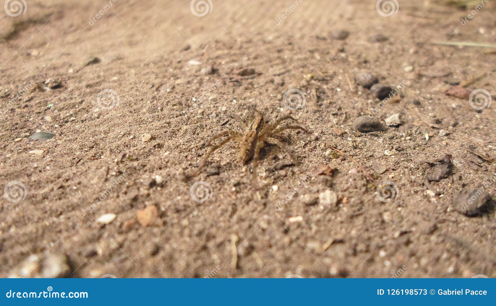 Spider Camouflage in the Dirt Stock Image - Image of wolf, dirty: 126198573
