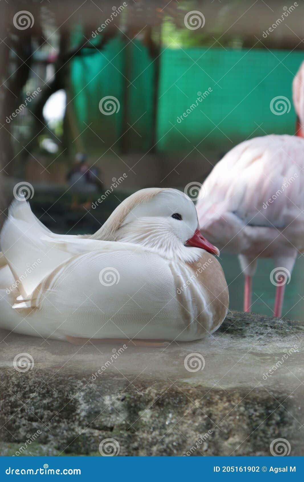 Duck Relaxing On Oyster Reef Living Shoreline Royalty-Free Stock ...