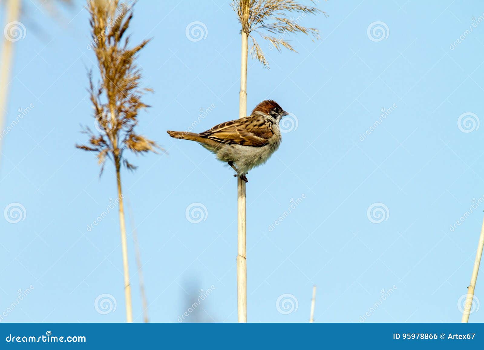 Animal Little Bird of a Sparrow on a Cane Stock Photo - Image of ...
